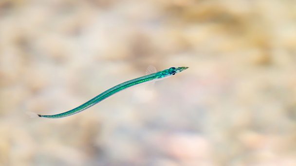 Seaside animals - BBC Bitesize