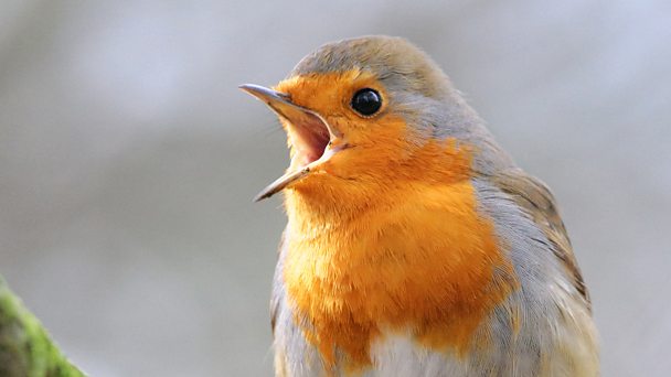 Five rare UK birds to keep a close eye out for this summer - BBC Bitesize