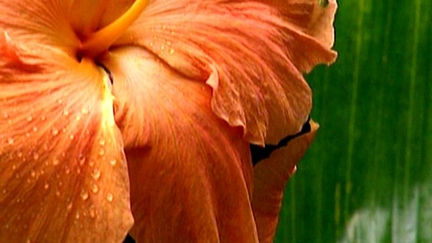 The life cycle of a plant - BBC Teach