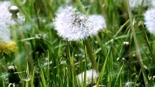 Living things - 1st level Science - BBC Bitesize