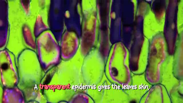 KS3 / GCSE: Microorganisms and bacteria - BBC Teach