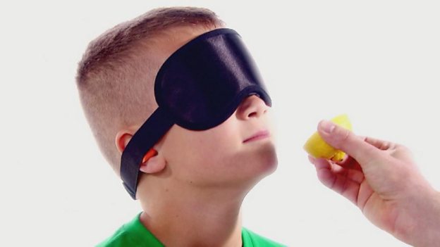 Science KS2: Inside an ant colony - BBC Teach