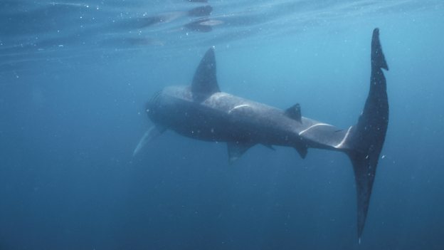 Revise Basking shark by Norman MacCaig for Higher English Revision ...