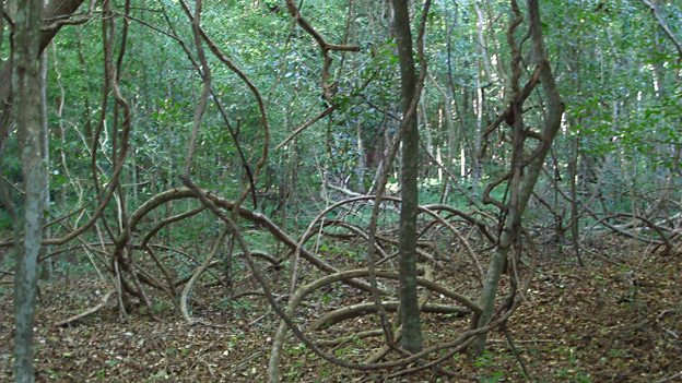 Equatorial ecosystem - Natural regions - National 5 Geography Revision ...