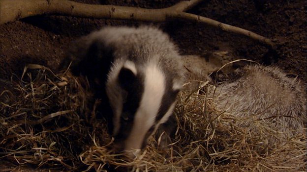 Science KS1 & KS2: How do badgers live underground? - BBC Teach