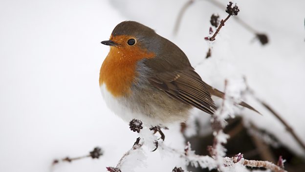 Inheritance, variation and evolution - GCSE Combined Science - BBC Bitesize