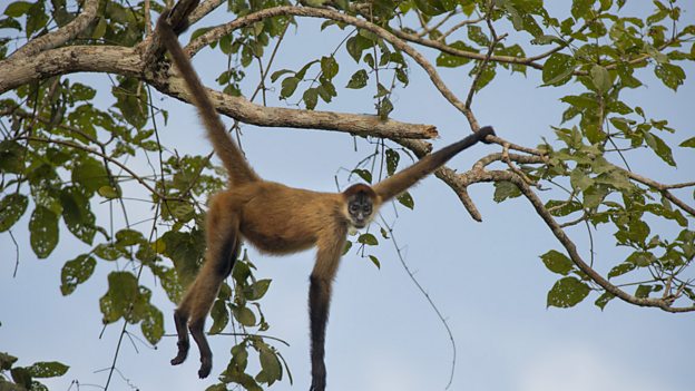 Plant and animal adaptations - Tropical rainforests - Edexcel - GCSE ...