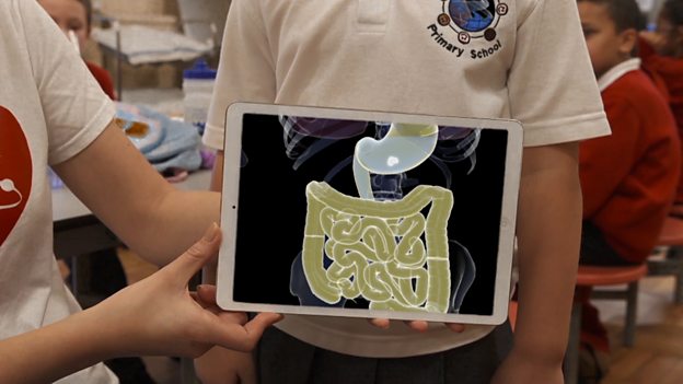 KS2 Science: How the human body grows - BBC Bitesize