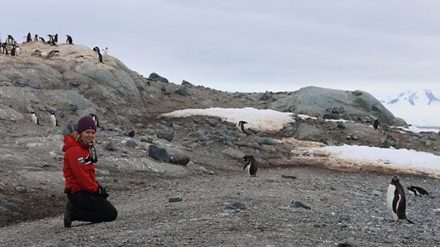 What adaptations do penguins have to survive in Antarctica? - BBC Teach