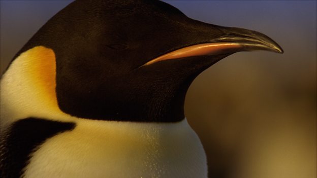 Exploring how animals and people adapt to live in the desert biome ...