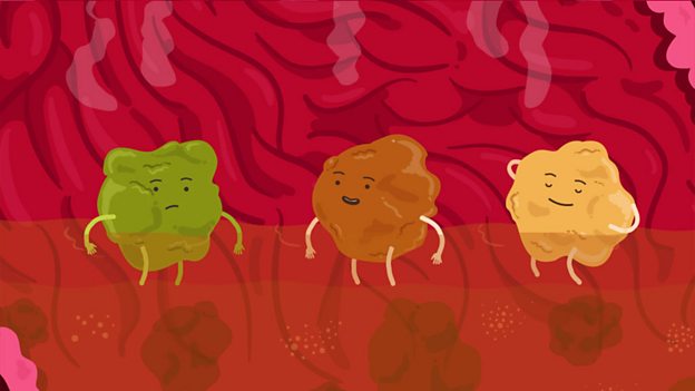 The Human Body - KS2 The World Around Us - BBC Bitesize