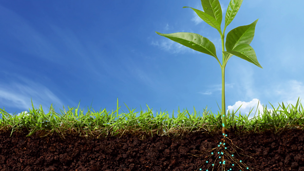 Revision guides: Multicellular organisms - National 5 Biology - BBC ...