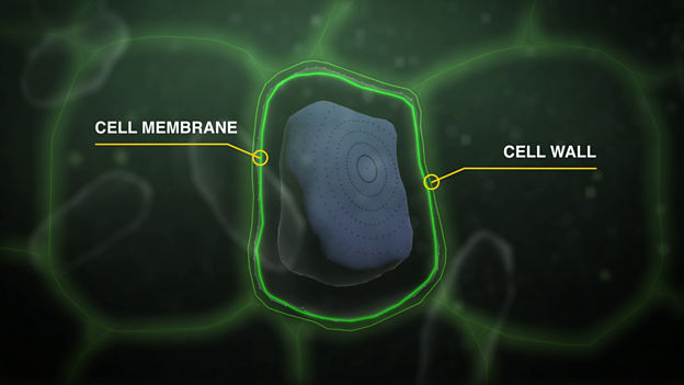 Revision guides: Cell biology - National 5 Biology - BBC Bitesize