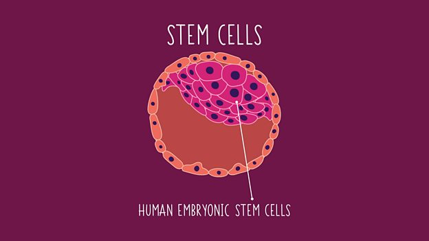 Cell biology - GCSE Biology (Single Science) - BBC Bitesize