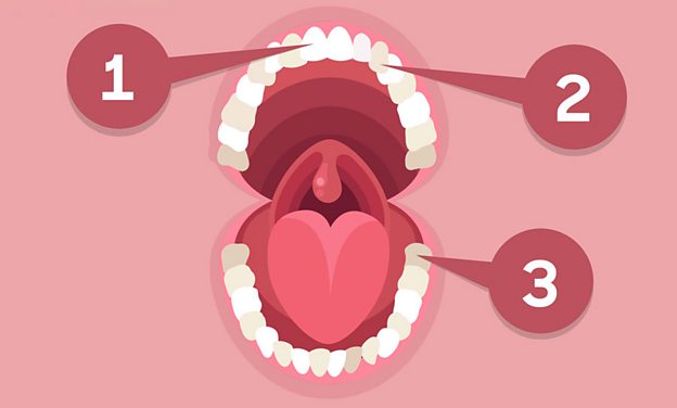 What are the types of teeth? - BBC Bitesize