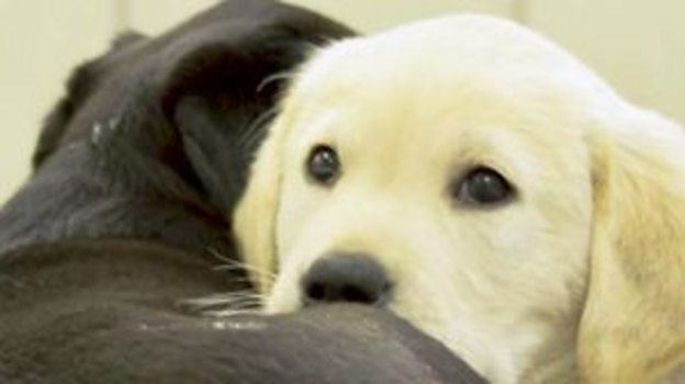 Inheritance and genetics - KS3 Biology - BBC Bitesize