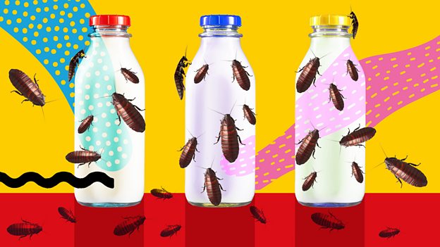 Cockroach milk: Is this the most gross superfood yet? - BBC Three