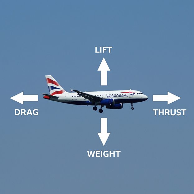 The wonder of wings - BBC Bitesize