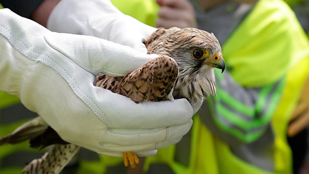 BBC Learning English - Course: The Storytellers Korean / Unit 1