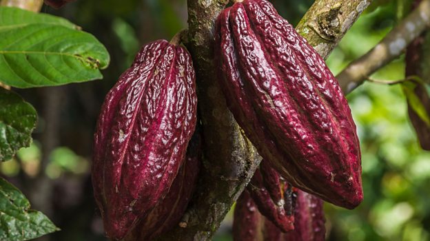 A brief history of chocolate - BBC Bitesize