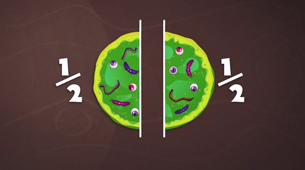 What is a fraction? - BBC Bitesize