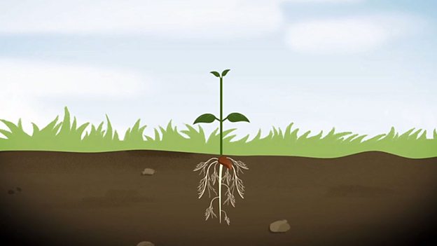 Living things - 1st level Science - BBC Bitesize