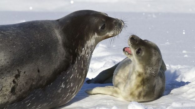 Cute aggression: Why do cute things make us 'angry'? - BBC Bitesize