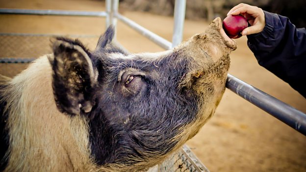 Wild apples: Six facts you might appl-e-ciate - BBC Bitesize