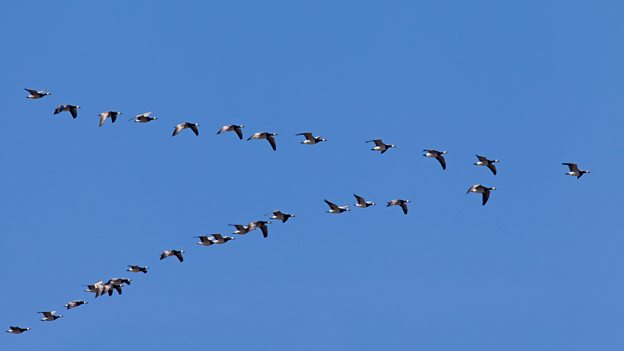 What is migration? - BBC Bitesize