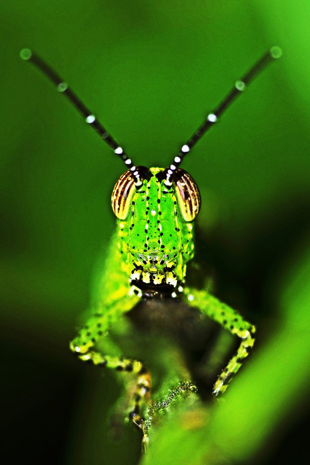 Insect inspection - BBC Bitesize