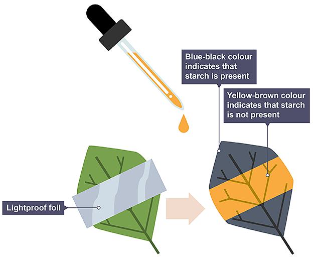 Photosynthesis - BBC Bitesize