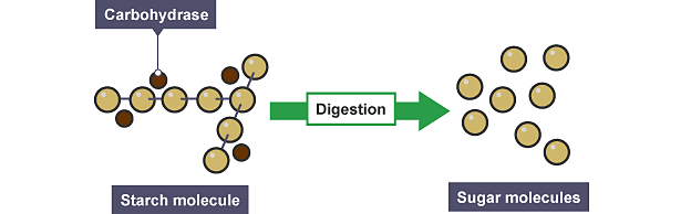 Digestion - BBC Bitesize
