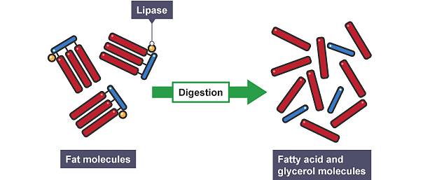 Digestion - BBC Bitesize
