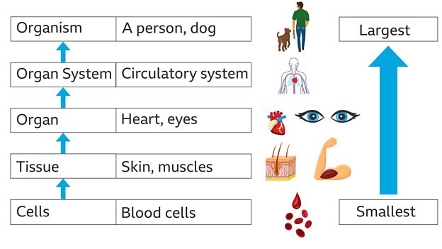 Cells and Reproduction - BBC Bitesize