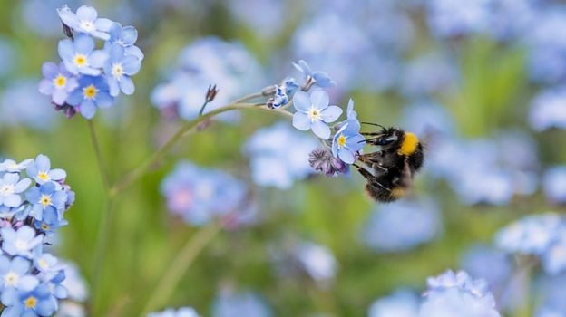 What’s all the fuss about bees? - BBC Bitesize