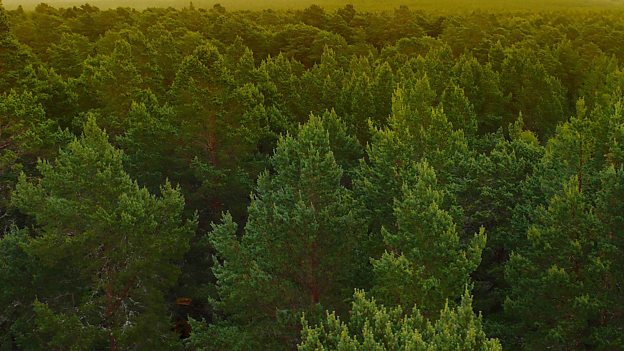 Is wood a sustainable material? - BBC Bitesize