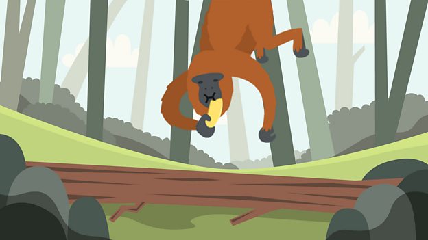 Animals and food - BBC Bitesize