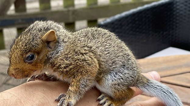 Životinje, ljudi i Velika Britanija: „Kako sam odgajao bebu veverice ...
