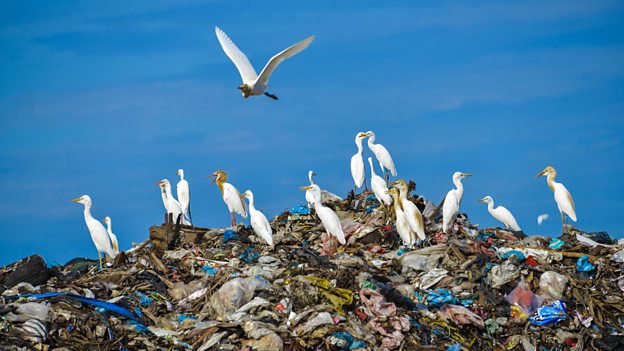 What happens when plastics get into the ocean? - KS2 Sustainability ...