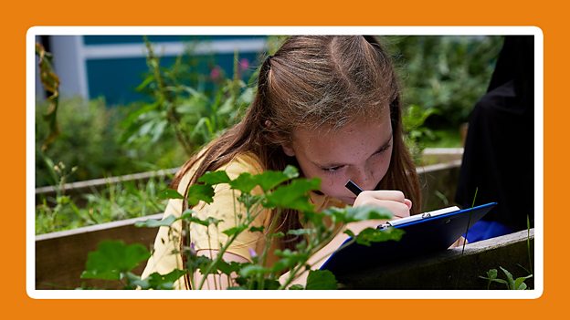 Which pollinators visit my garden? - KS2 - The Regenerators - BBC Bitesize