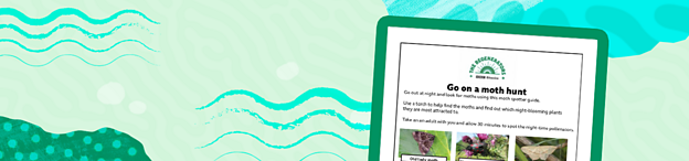 Which pollinators visit my garden? - KS2 - The Regenerators - BBC Bitesize