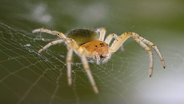 Characteristics of insects - BBC Teach