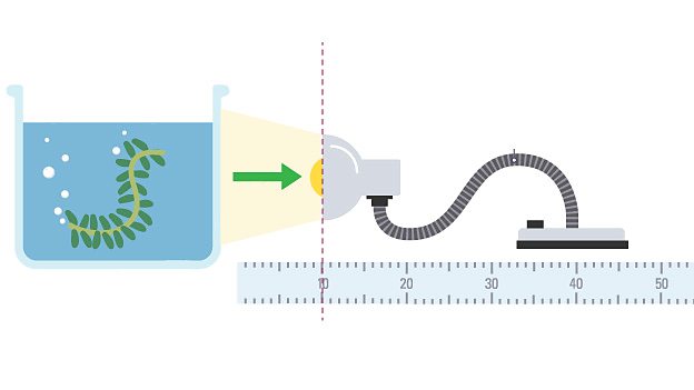 Respiration and gas exchange - KS3 Biology - BBC Bitesize