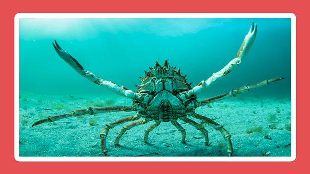 What is an invertebrate? - BBC Bitesize