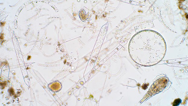 What is plankton and why is it so important? - KS2 Sustainability ...