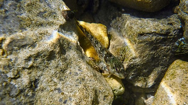 Which animals live in rock pools? - KS2 Sustainability (Humanities ...