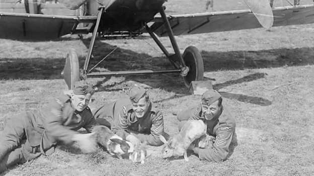 Animals in World War One - BBC Bitesize