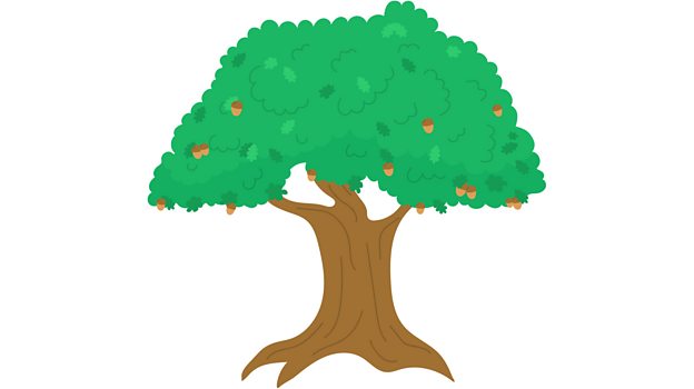 Wild and garden plants - BBC Bitesize