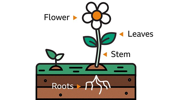 The structure of plants - BBC Bitesize