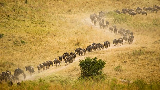 What is migration and why do some animals migrate? - KS2 Sustainability ...